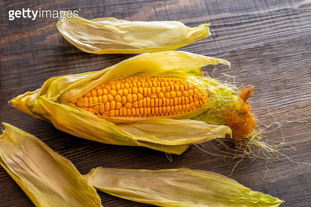 On wooden insulated floor, fresh corn, dry corn grains, popcorn grains ...