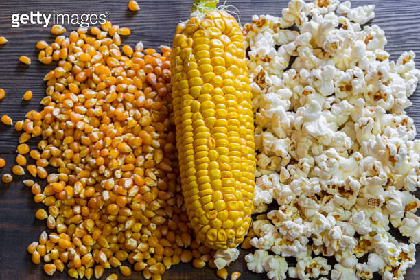 On wooden insulated floor, fresh corn, dry corn grains, popcorn grains ...