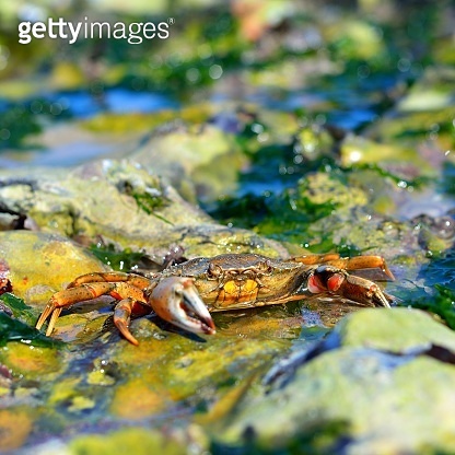 Red shore crab (Carcinus maenus) in its natural habitat on the coast of ...