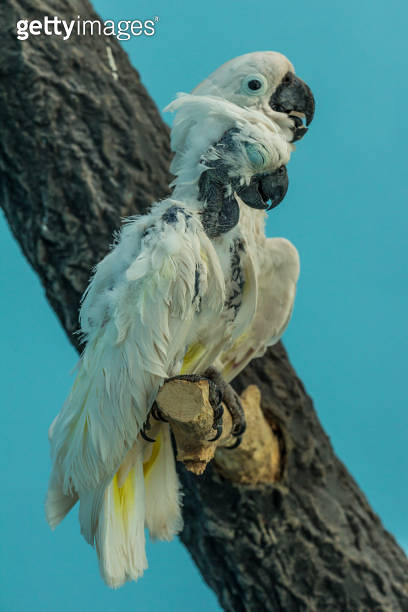 Bird with no feathers sleeping on the tree. Australian birds close up ...