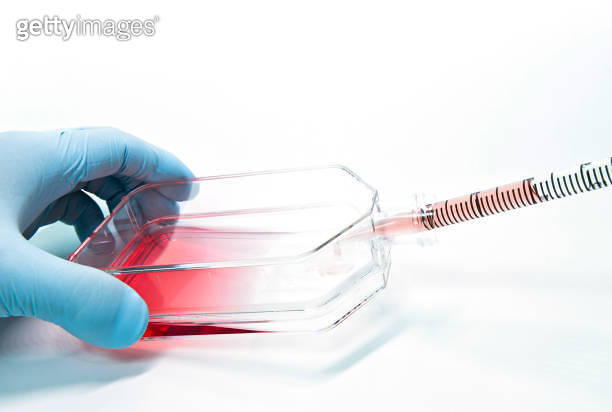 A scientist cultures human stem cells in tissue cell culture flask with ...