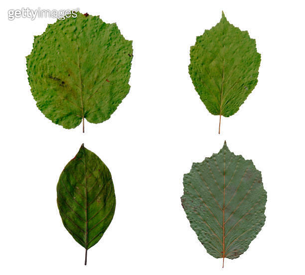 Isolated green tree leaves set on a white background 이미지 (1176653483 ...