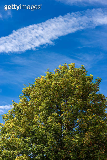 Green maple tree on blue sky with clouds - Italian Alps (1175911683 ...