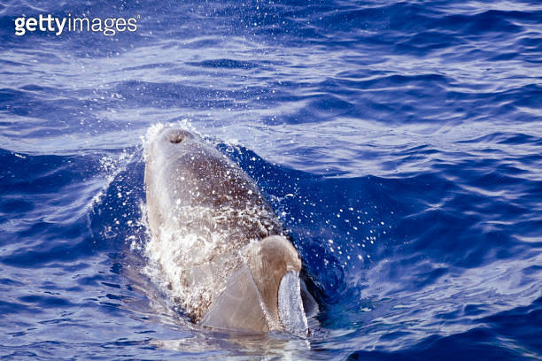 Dolphin swimming, splashing, rear close-up view. 이미지 (1127098453) - 게티이미지뱅크