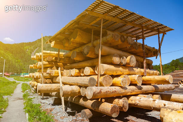 Large sawn round pine trees are laid in a pile for preparation of the ...