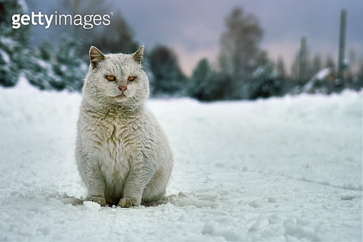 Homeless cat sits on snowy road in russian village in twilight time 이미지 ...