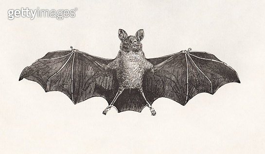 Bat antique french natural history illustration 이미지 (1158180858) - 게티이미지뱅크