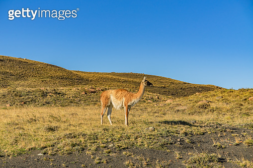 Cute guanaco wild nature animal with green yellow grass with blue sky ...