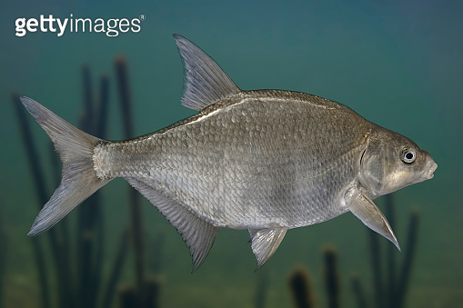 Freshwater bream fish isolated on natural underwater background ...