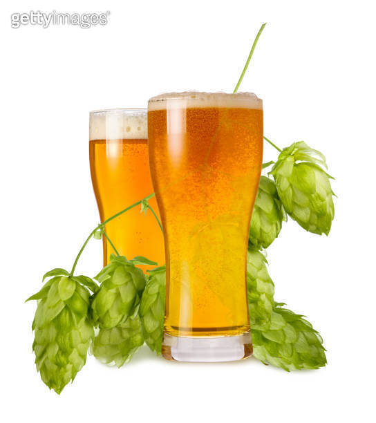 Light India Pale Ale beer in two glasses with branch hops cones ...