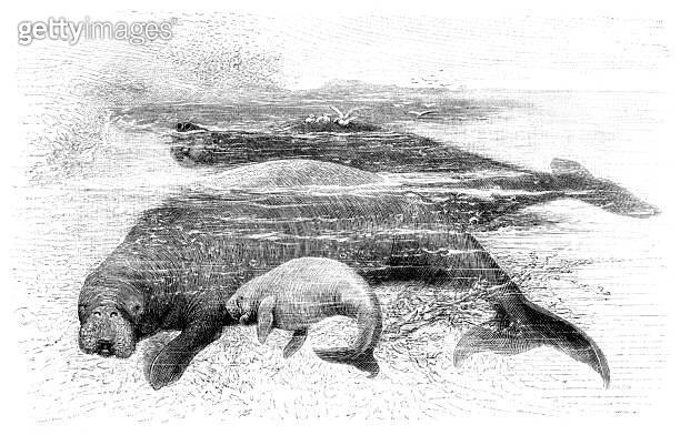 Steller's sea cow ( Hydrodamalis gigas ) extinct sirenia illustration ...