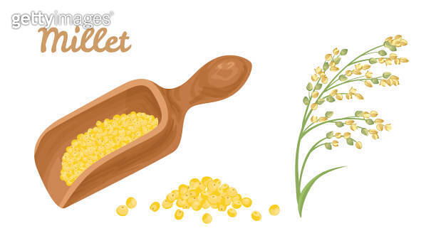 Millet groats in wooden scoop, heap of grain and proso millet ears ...