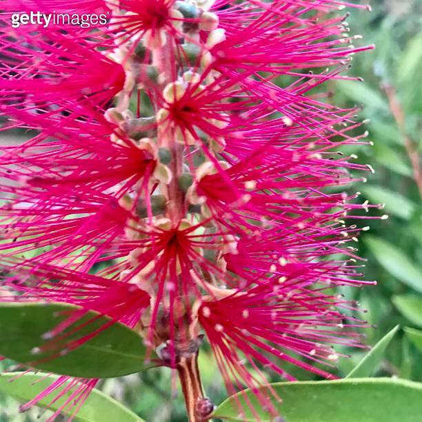 Brush Bush (Callistemon Citrinus) in red color flowers 이미지 (1189132207 ...