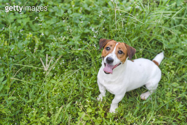 Happy joyful and playful jack russell dog relaxing and resting on gress ...