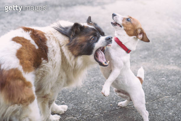 Young playful dog roaring walking and playing with playful Jack Russell ...