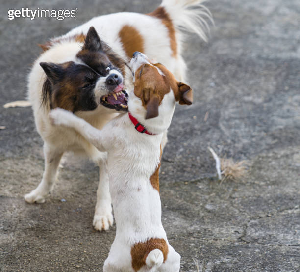 Young playful dog roaring walking and playing with playful Jack Russell ...