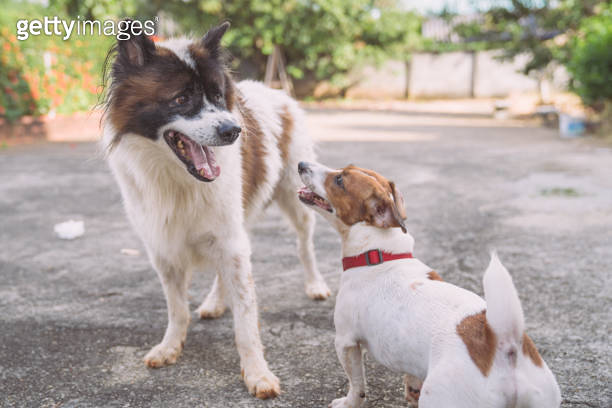 Young playful dog roaring walking and playing with playful Jack Russell ...
