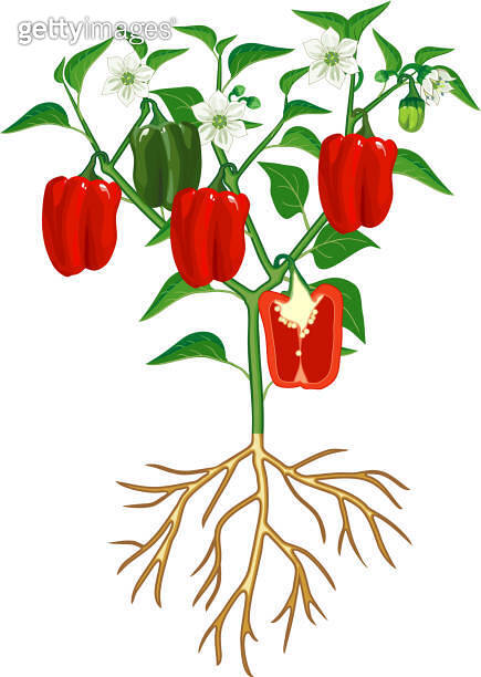 Pepper plant with green leaf and red peppers. General view of plant ...