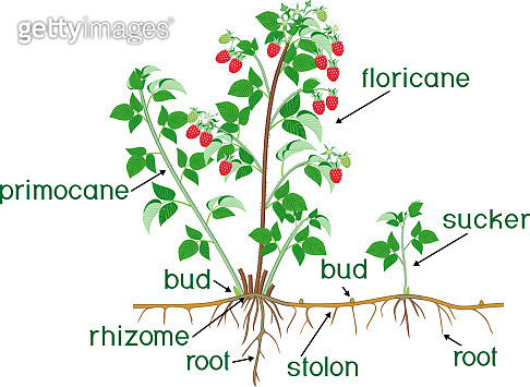 Parts of plant. Morphology of raspberry shrub with berries, green ...