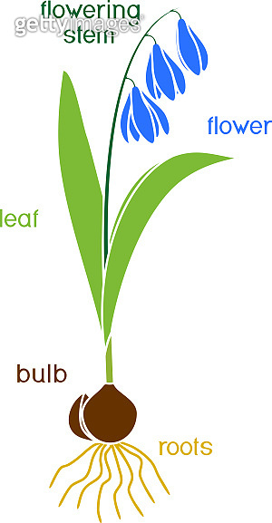 Parts of plant. Morphology of Siberian squill or Scilla siberica plant ...