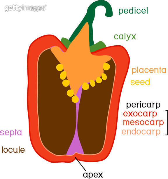 Parts of plant. Morphology and anatomy of pepper ripe red fruit. Pepper ...