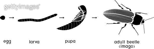 Life cycle of Click beetle (wireworm). Sequence of stages of ...