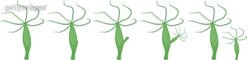 Hydra Asexual Reproduction (Budding) Scheme. Educational material for ...