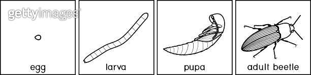 Coloring page. Life cycle of Click beetle (wireworm). Sequence of ...