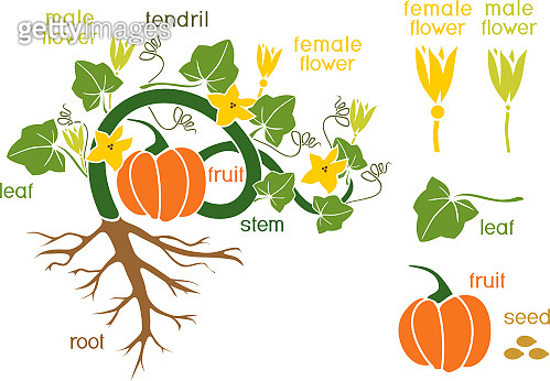Parts of plant. Morphology of pumpkin plant with fruit, green leaves ...
