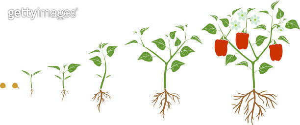 Life cycle of pepper plant. Growth stages from seed to flowering and fruiting plant with ripe ...