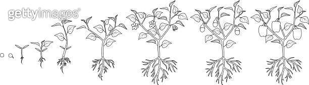 Coloring page. Life cycle of pepper plant. Growth stages from seed to ...