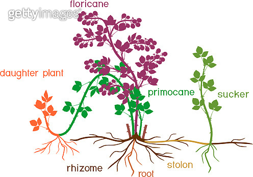 Parts of plant. Morphology of blackberry shrub with floricane ...