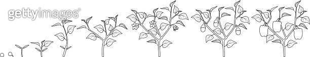 Coloring page. Life cycle of pepper plant. Growth stages from seed to flowering and fruiting ...