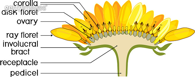 Structure of flower of sunflower in cross section. Diagram of flower ...