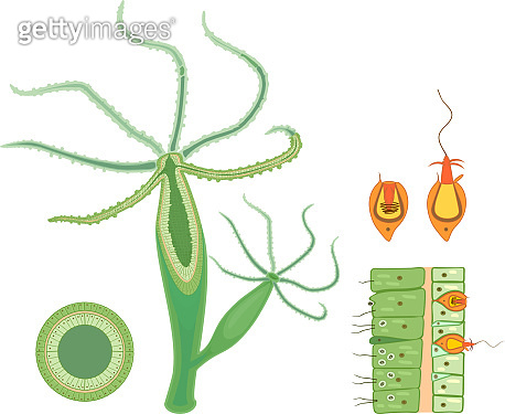 Structure of Hydra. Cross-section of Hydra Polyp. Educational material ...