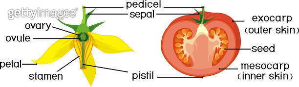 Parts of plant. Morphology and anatomy of tomato ripe red fruit and ...
