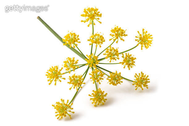 Wild fennel flowers 이미지 (1164902835) - 게티이미지뱅크
