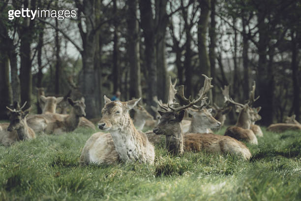 a herd of fallow deer grazing in the grass beside a wooded area with ...