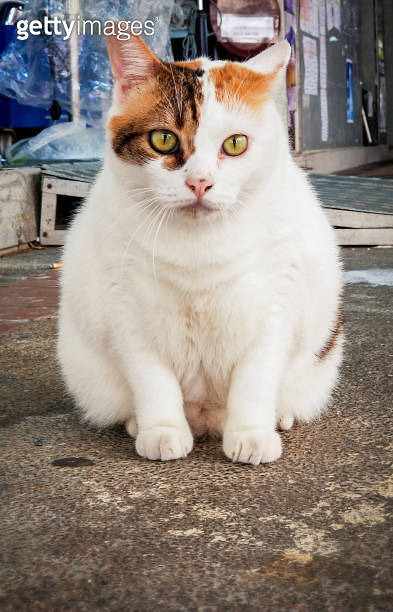 fat stray cat 이미지 (1183021411) - 게티이미지뱅크