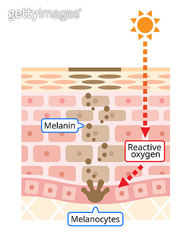 mechanism of skin cell turnover illustration. Melanin and melanocytes ...