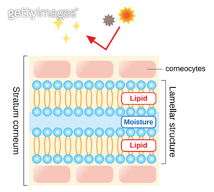 structure of stratum corneum and lamellar structure, which play the ...