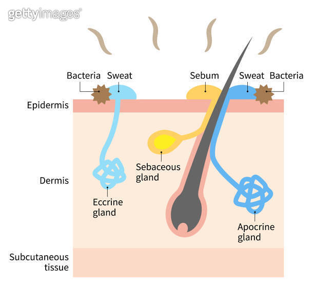diagram of body odor and sweat glands. Human skin layer illustration ...