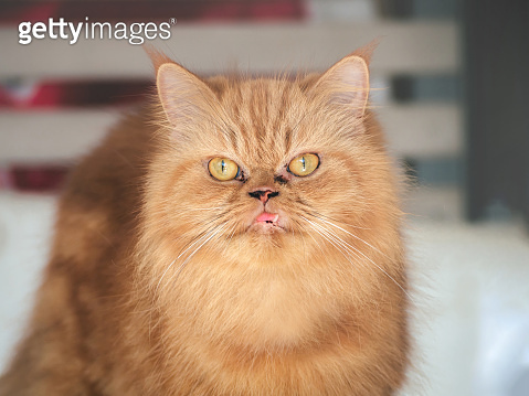 Persian orange angry fat cat garfield. Fluffy nice red cat, Angry ...