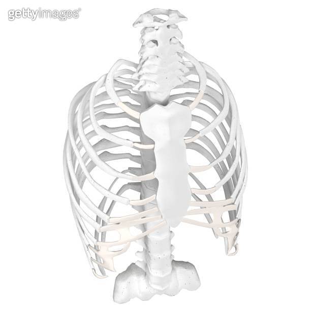 Human spine, torso and rib cage bones anatomy 이미지 (1166835223) - 게티이미지뱅크