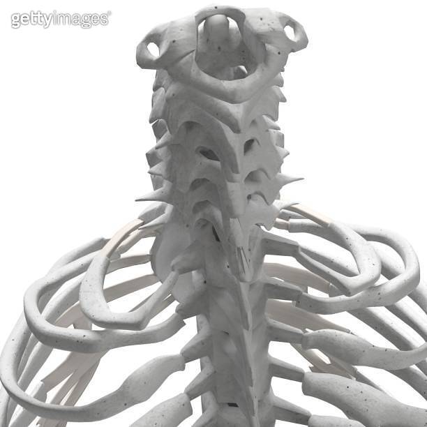 Human spine, torso and rib cage bones anatomy 이미지 (1166835267) - 게티이미지뱅크