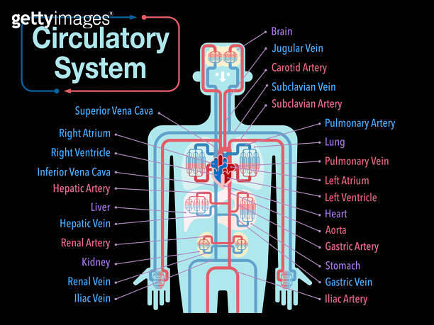 A simple illustration of the upper body's circulatory system with the ...