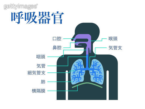 A simple illustration of respiratory organs with the names of each part ...
