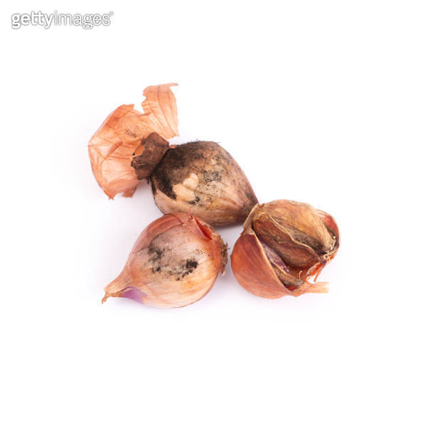 An onion with a severe infestation of black mold, Aspergillus niger ...