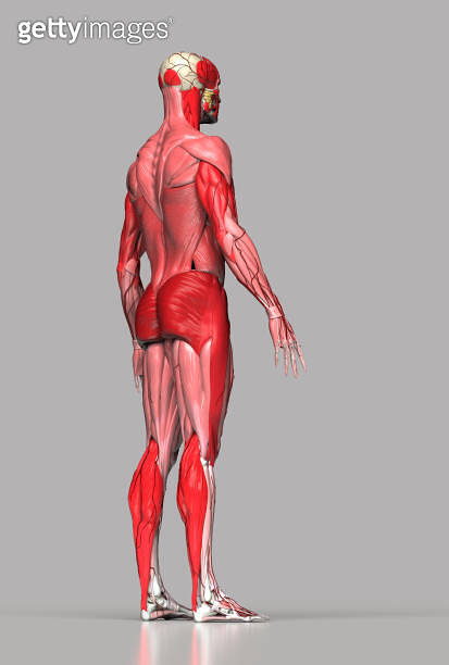 Muscle anatomy of male body slight back view 3d render 이미지 (1176658627 ...