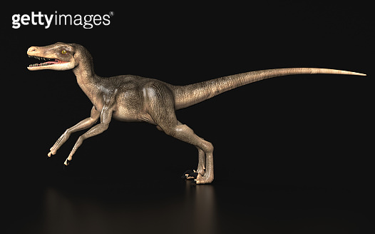 Wingless Velociraptor Dinosaur standing black background side view 3d ...